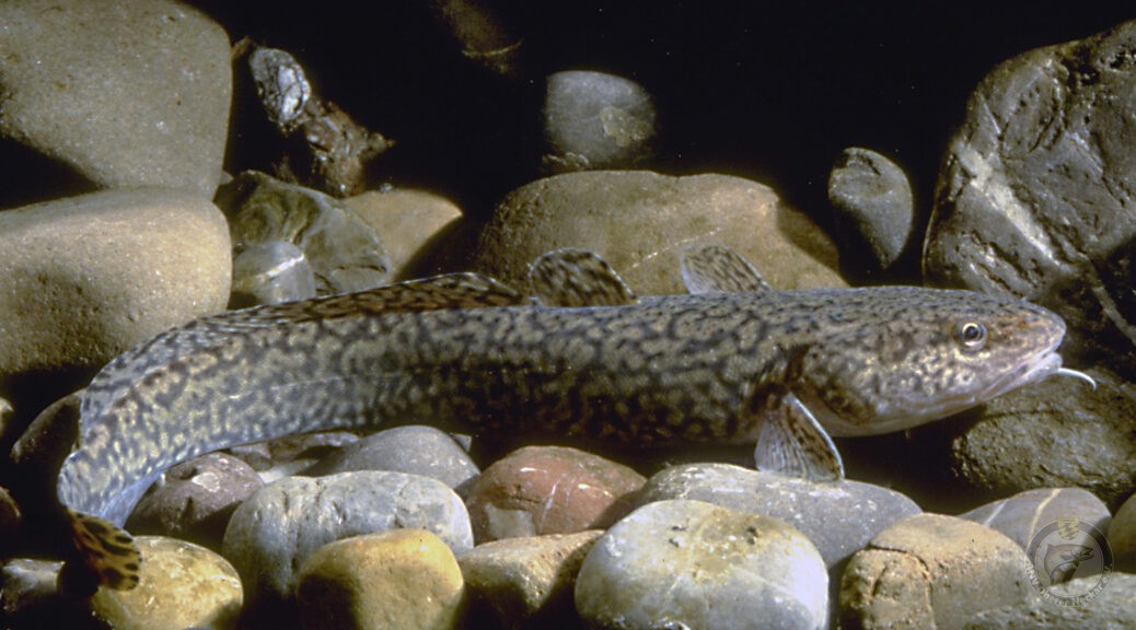 Wiederansiedlung der Quappe – ANV – Oberer Neckar e.V.